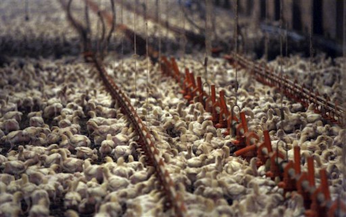 Groups Want More Humane Chicken Slaughter | Manufacturing.net