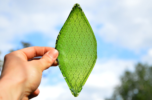Bionic Leaf Turns Sunlight Into Liquid Fuel | Manufacturing.net