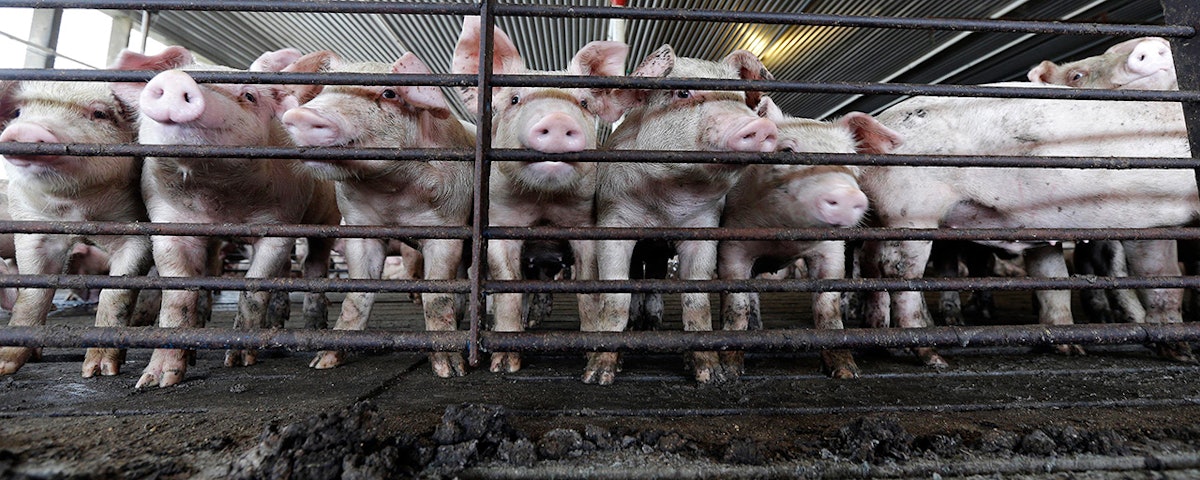 Hogs Vs. Humans: Neighbors Fight Back Against Swine Waste ...