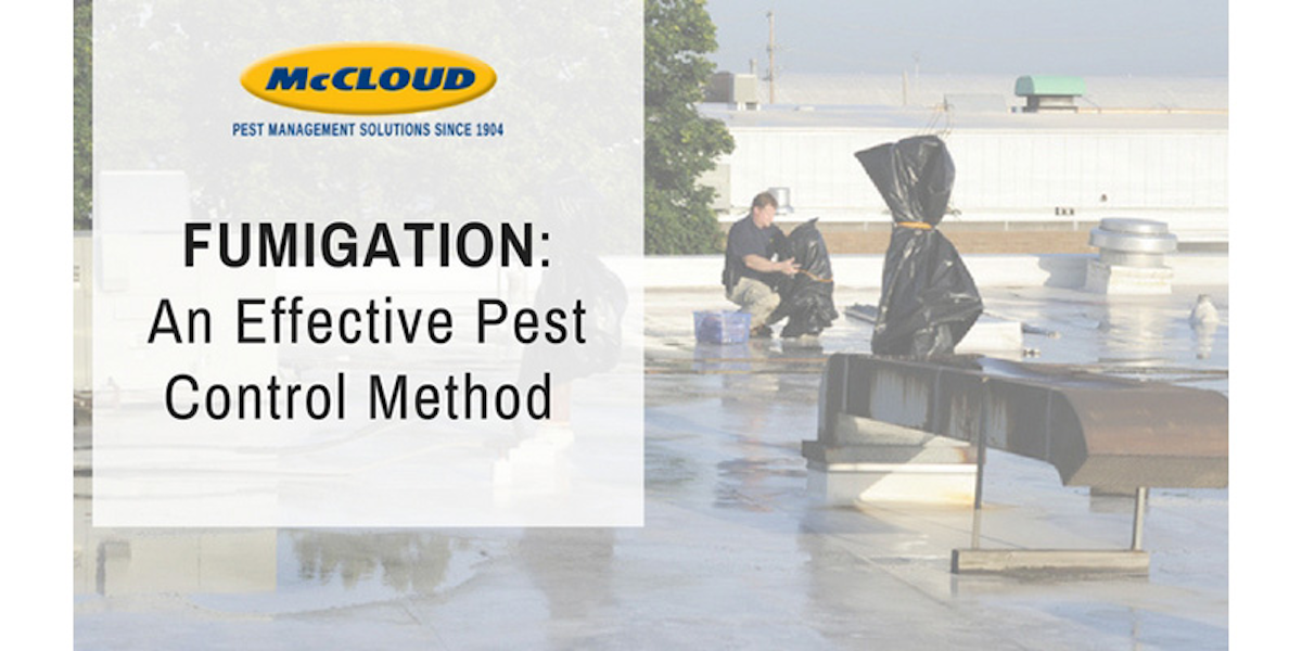 Fumigation: An Effective Pest Control Method For The Food Supply Chain ...
