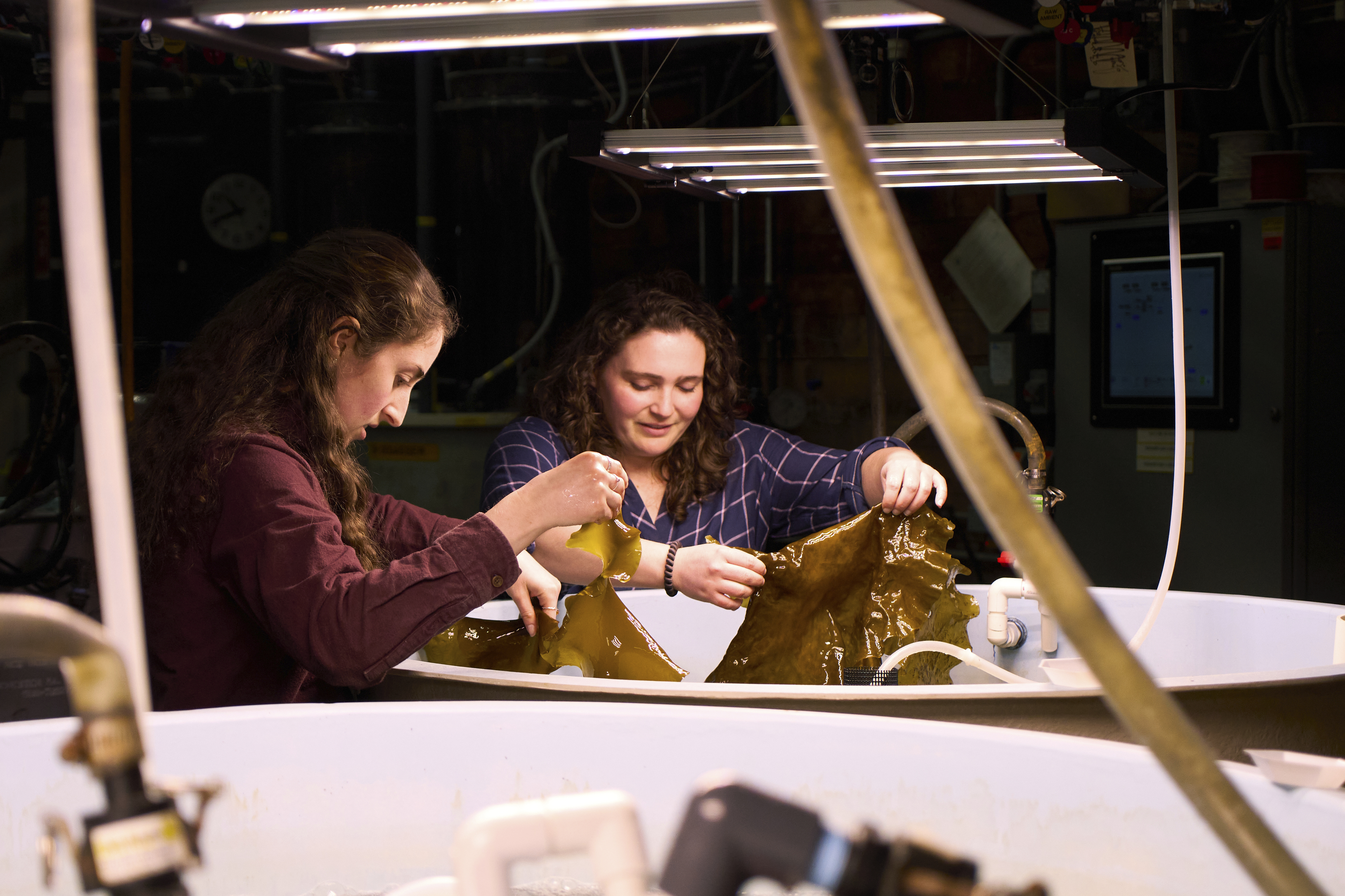 Planes and Ships Could Run on Kelp Someday | Manufacturing.net